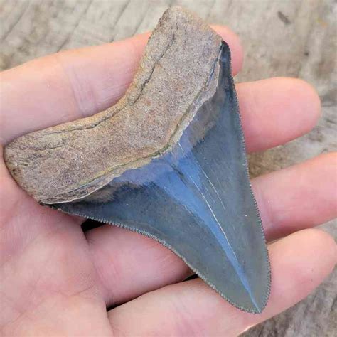 Collector Grade Megalodon Tooth 2 Authentic Prehistoric Shark