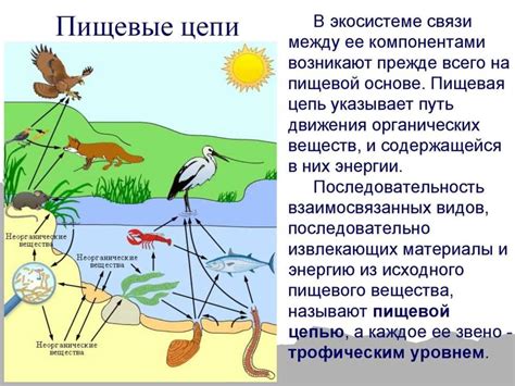 Структура экосистемы - презентация онлайн