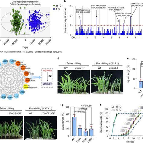 Natural Polymorphism Of Zmice1 Contributes To Amino Acid Metabolism That Impacts Cold Tolerance