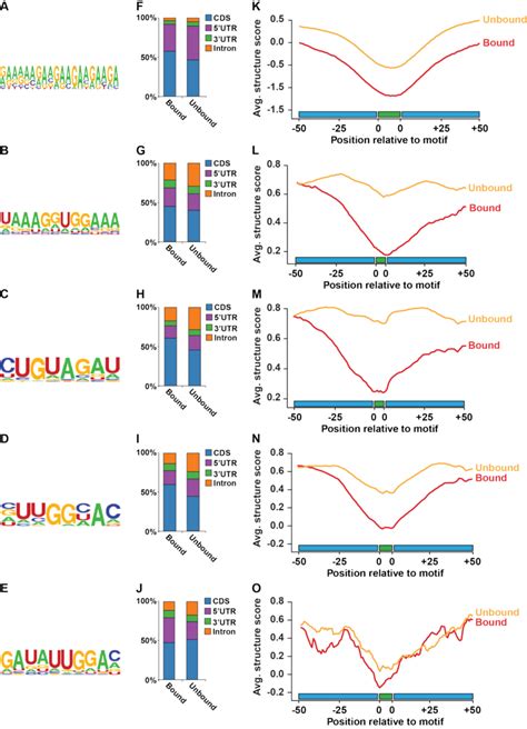 11 The Landscape Of Protein Bound Rna Motifs A E Overrepresented