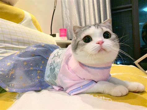 猫咪 泡芙小可爱 微博 香香软软的小泡芙 堆糖美图壁纸兴趣社区