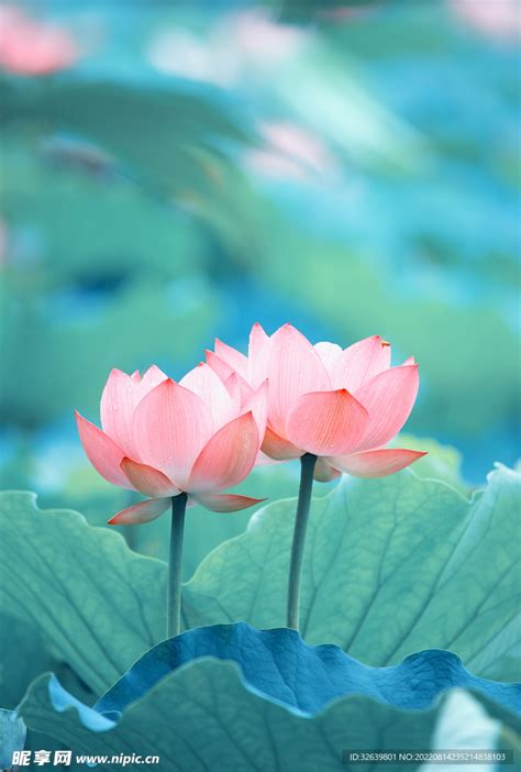 莲花摄影图 花草 生物世界 摄影图库 昵图网