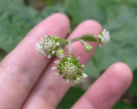 キク類キク目キク科センボンヤリ亜科の植物 道南花日記