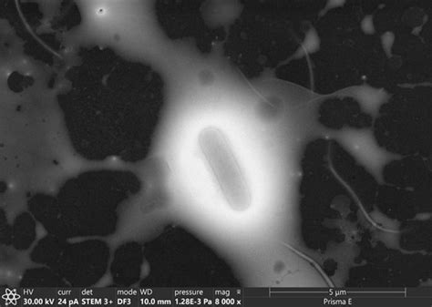Peribacillus Aracenensis Spnov A Plant Growth Promoting Bacteria For