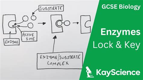 Enzyme Substrate Lock And Key Model