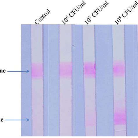 Detection Of C Sakazakii Atcc 29544 Using The Immunochromatographic