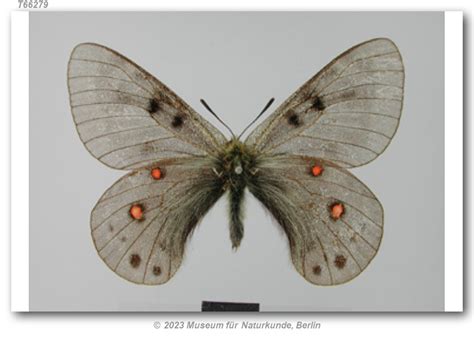 Parnassius D Delphius Type Specimens