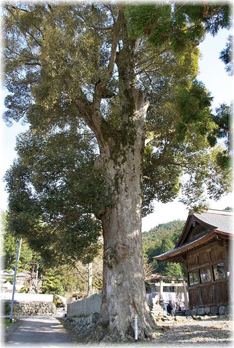 本上角八幡神社のイチイガシ2