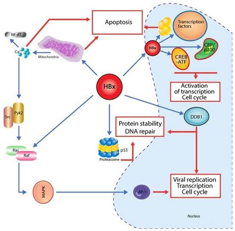 Pathogens Mdpi On Linkedin Pathogensmdpi Viral Hepatitis