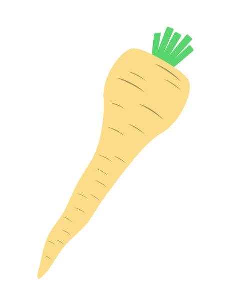130 Parsnip Clip Art Stock Illustrations Royalty Free Vector Graphics