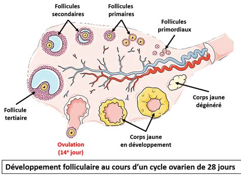 Fonctionnement De Lappareil Reproducteur Masculin Lyc