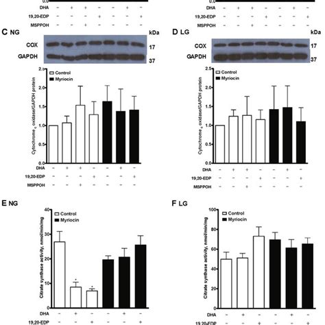 Dha And 1920 Edp Inhibit Mitochondrial Enzyme Activities Under