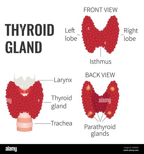 Thyroid Gland Popping At Margaret Rice Blog
