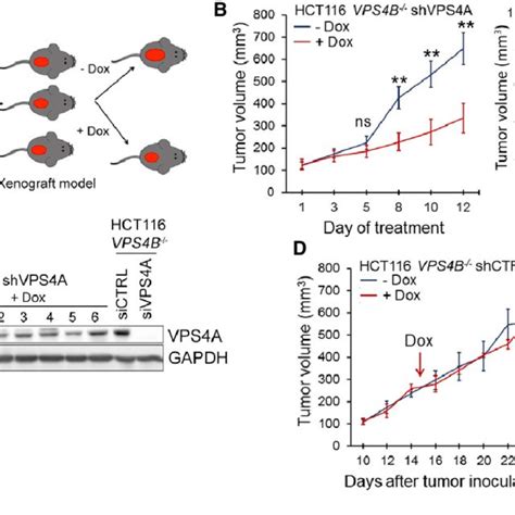 PDF Synthetic Lethality Between VPS 4A And VPS 4B Triggers An Inflammatory Response In