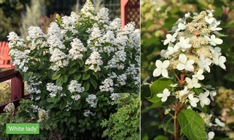 Гортензии метельчатые с фертильными цветами находка для современного сада Сорта метельчатой