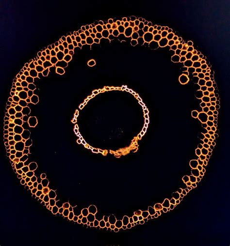 Michał Słota On Linkedin Biology Plants Agriculture Sciencecommunication 32 Comments