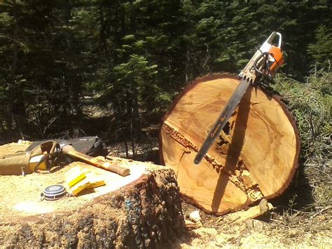 Tree Arborist Work High Mountain Arborist
