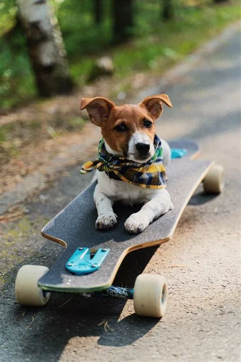 Descubriendo El Mundo Paso A Paso Con Un Beagle Aventurero Galax Daily