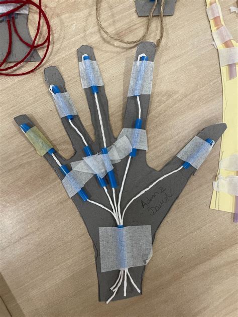 ARIS How Do Tendons Work PYP Year STEM Body Systems