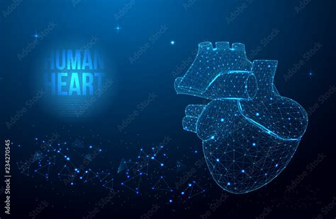 Human Heart Anatomy Form Lines And Triangles Point Connecting Network On Blue Background