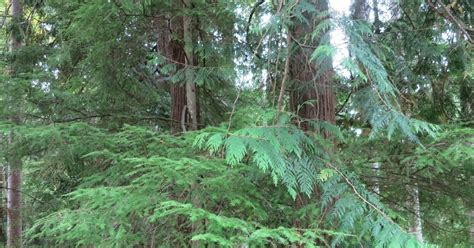 A Wandering Botanist Plant Confusion Hemlock Both Umbels And Conifers
