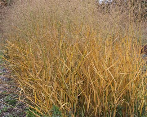 Lovegrass Farm Fall Colors Of Grasses At Lovegrass Farm