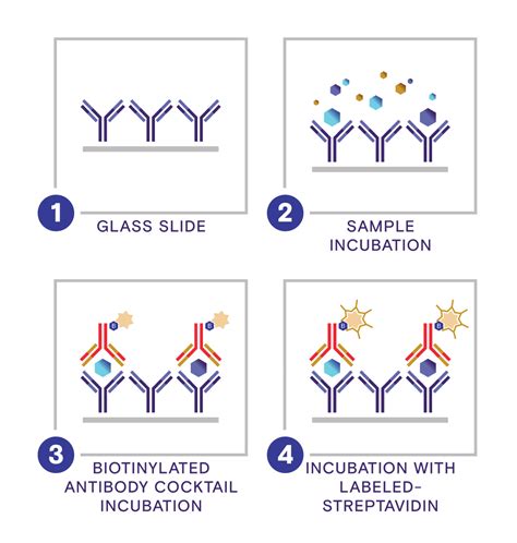 Multiplex Elisa Cytokine Arrays Quantibody® Raybiotech