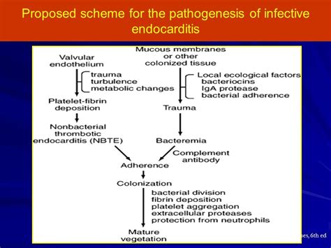Infective Endocarditis Diagram Quizlet