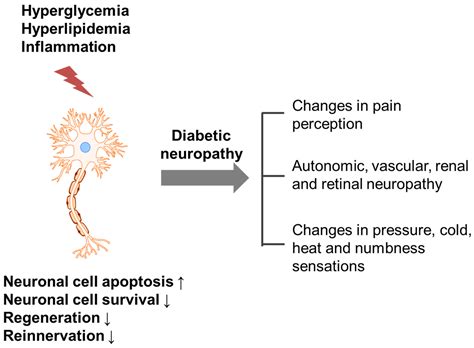 Nutrients Free Full Text Bioactive Compounds And Their Neuroprotective Effects In Diabetic