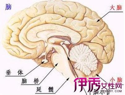 【脑瘫是怎么形成的】【图】脑瘫是怎么形成的 小儿脑瘫病症有哪些 伊秀健康