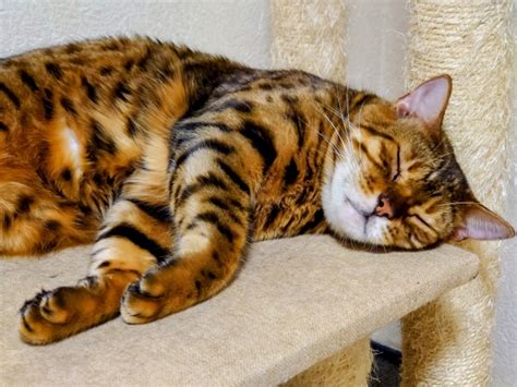 アメリカンショートヘアの特徴と性格は飼い方のコツを教えて アニホック動物病院グループ