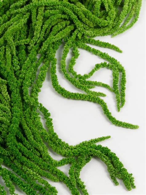 Амарант стабілізований Verdissimo Ama 4124 зелений купити в Україні за низькою ціною • Dfb Elements