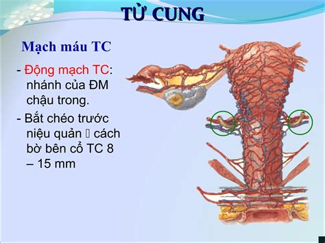 Gi I Ph U C Quan Sinh D C N Reproductive Organ Pdf