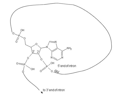 Intron Lariat Chemical Structure The Lariat Rna Structure … Flickr