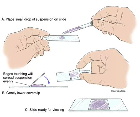 How To Prepare Microscope Slides Artofit