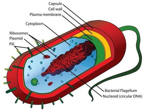 Fun Facts About Eukaryotes And Prokaryotes Similarities Differences