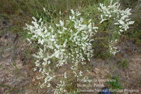 Polygonella Alchetron The Free Social Encyclopedia