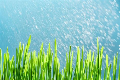 Raining On Grass Macro Water Droplet On Blade Of Grass Macro Shot Of