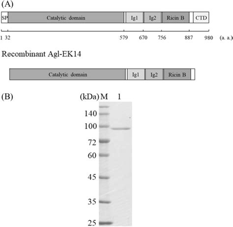 来自革兰氏阴性细菌黄杆菌属的 α 1 3 葡聚糖酶。 Ek 14 水解真菌细胞壁 α 1 3 葡聚糖 Scientific Reports X Mol