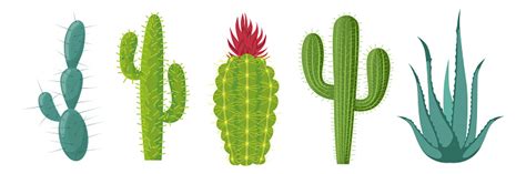 아름 다운 선인장 만화 스타일의 알로에 베라의 세트 다른 모양과 유형의 선인장의 벡터 그림 구형 평면 원형 가시가 있는 원통형 흰색 배경에 고립된 꽃 0명에 대한 스톡 벡터