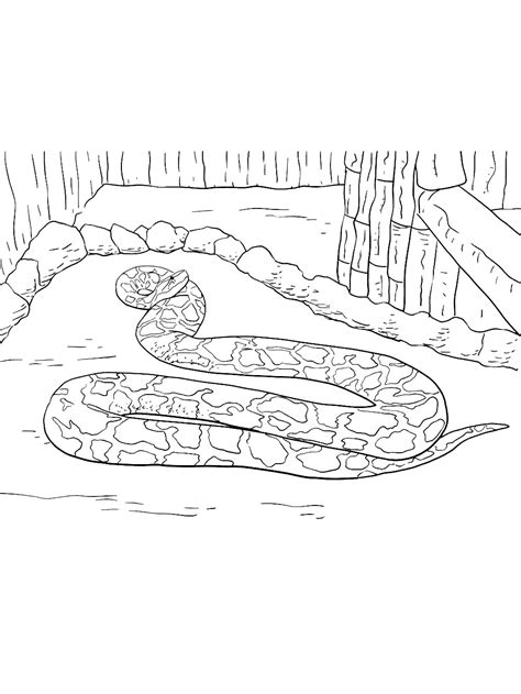 Python Coloring Pages