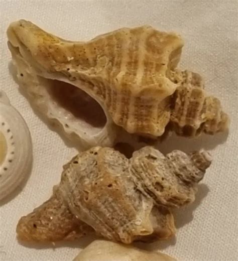 소라 껍데기 종류좀 알려주세요 지식in