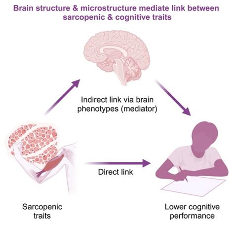 Linking Sarcopenia Brain Structure And Cognitive Performance A Large