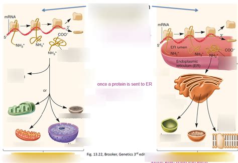 4 25 Posttranslational And Cotranslational Translocation Diagram Quizlet