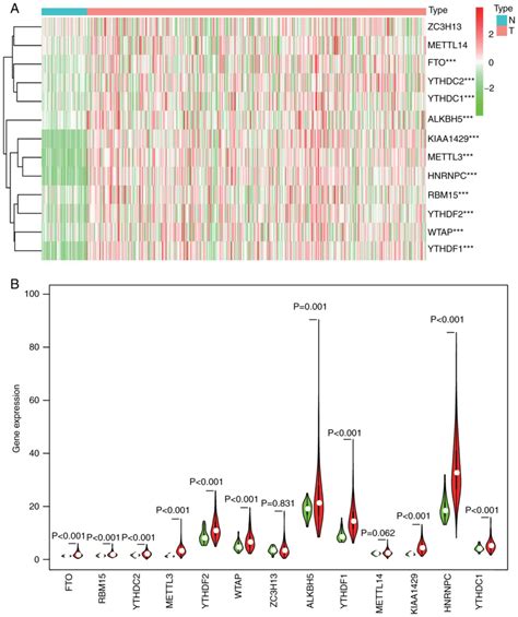 Profiles Of M6a Rna Methylation Regulators For The Prognosis Of