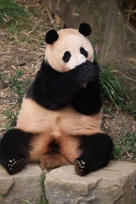 더쿠 유난히 애기 애기한 오늘자 푸바오