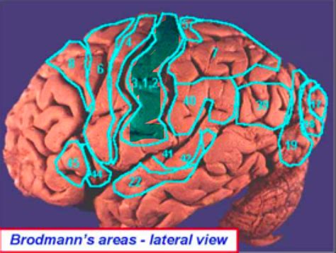 Neuro Quiz 1 Diagram Quizlet