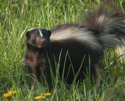 Unraveling The Mystery Do Skunks Hibernate
