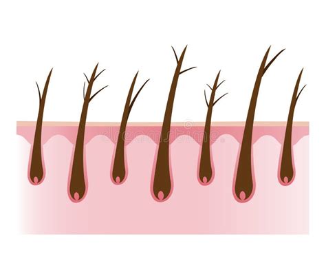 Scalp Layer Stock Illustrations 1131 Scalp Layer Stock Illustrations Scalp Layer Stock Illustrations 1131 Scalp Layer Stock Illustrations