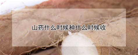 山药什么时候种什么时候收 发财农业网
